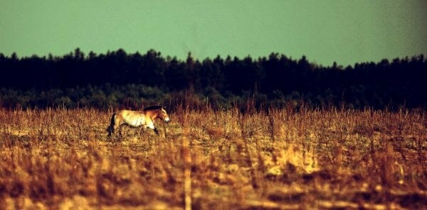 How Nature Is Recovering After The Chernobyl Disaster 🌲 🔥 | Chernobyl X