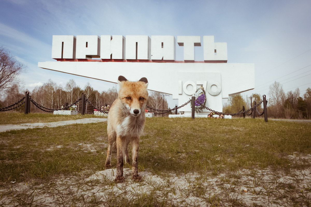 Explore 🏚 Pripyat ONLINE 📹 with the experts | ChernobylX Tours